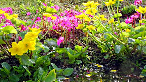 Pflanzen | Haus & Garten