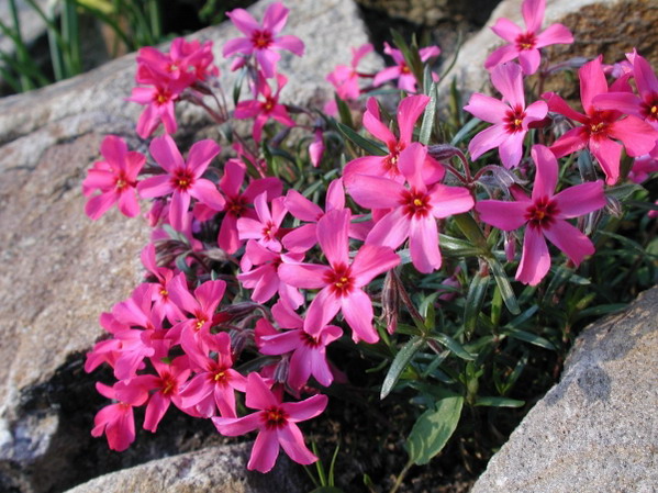 Landstauden | Pflanzen für Teich und Garten