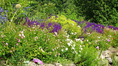 NaturaGart Stauden | Pflanzen für Teich und Garten