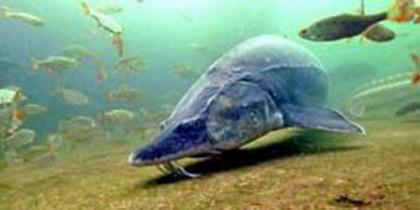 NaturaGart Teichbau Shop | Fischteich | Beratung und Produkte online kaufen