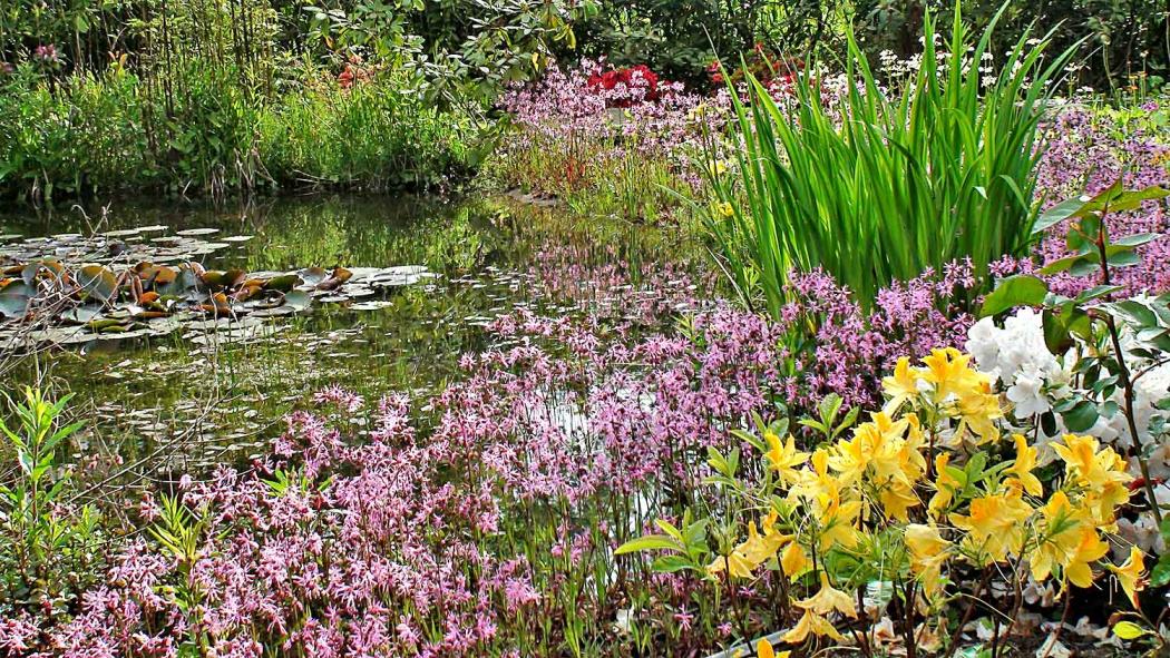 Richtigen Teich wählen | Teichtypen | Schwimmeich, Fischteich, Naturteich