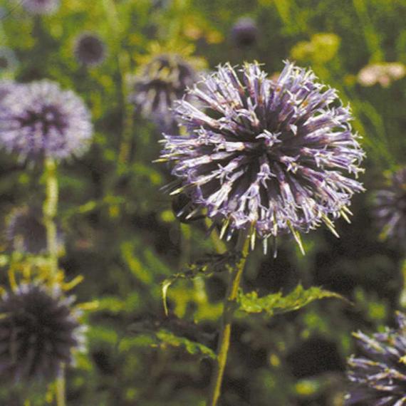 Kugel-Distel | NaturaGart Shop | online kaufen