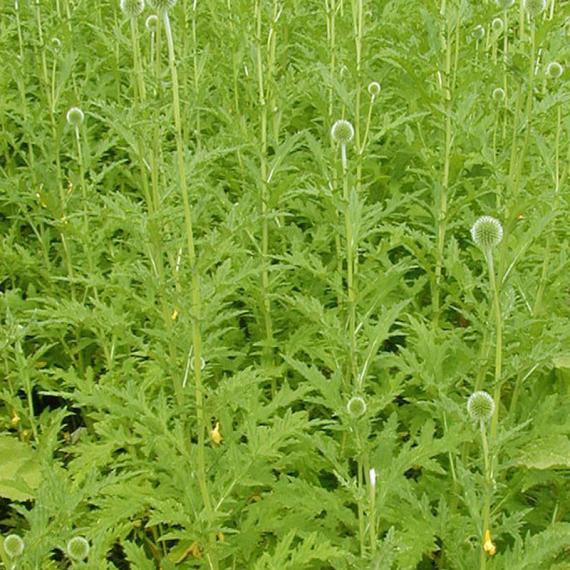 NaturaGart Shop | Kugel-Distel | online kaufen