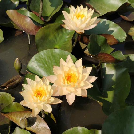 Seerose Inner Light | NaturaGart Shop | online kaufen