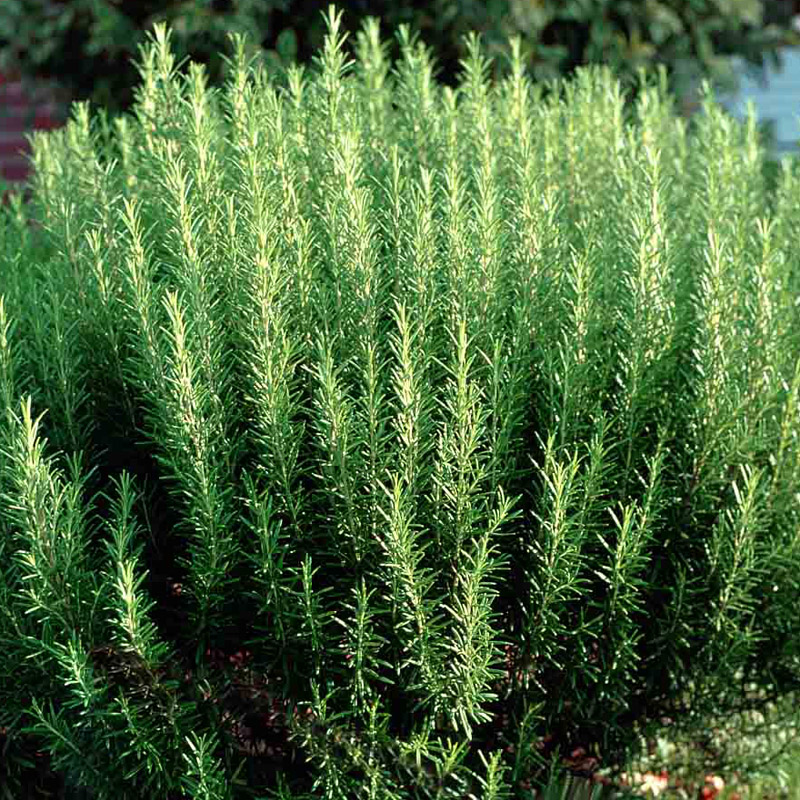 NaturaGart Shop | Rosmarin | online kaufen