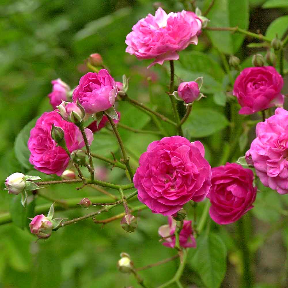 Kletterrose 'Super Excelsa®' | NaturaGart Shop | online kaufen