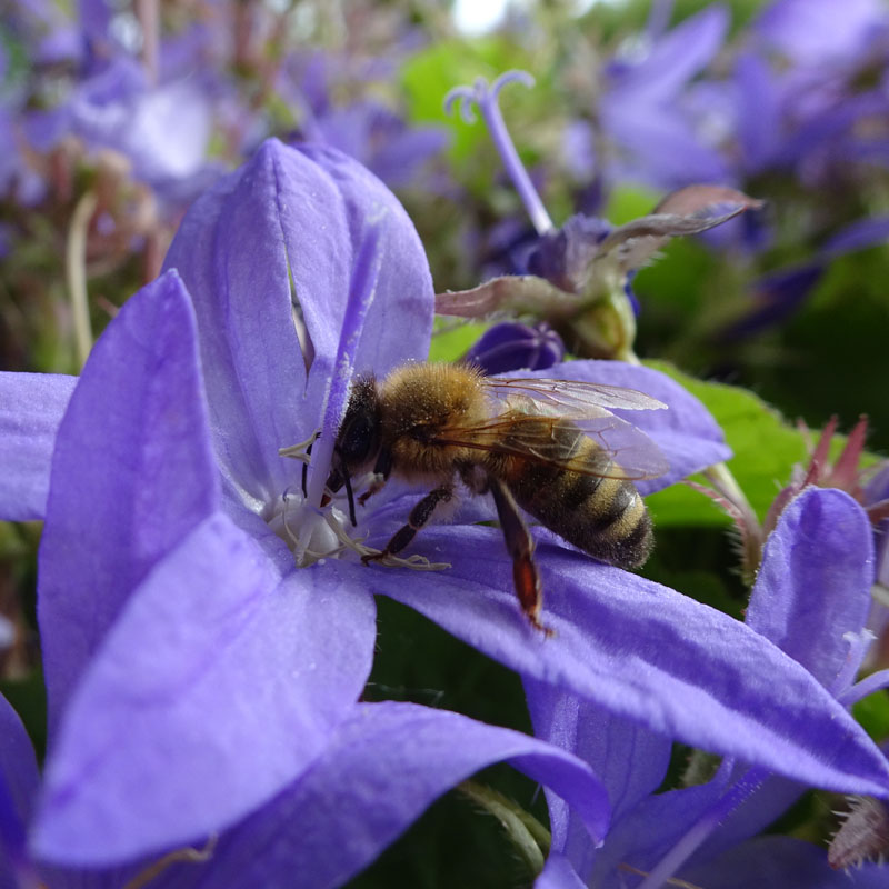 Bienenglück | heimischen Bienen fördern | Erhalt der Artenvielfalt
