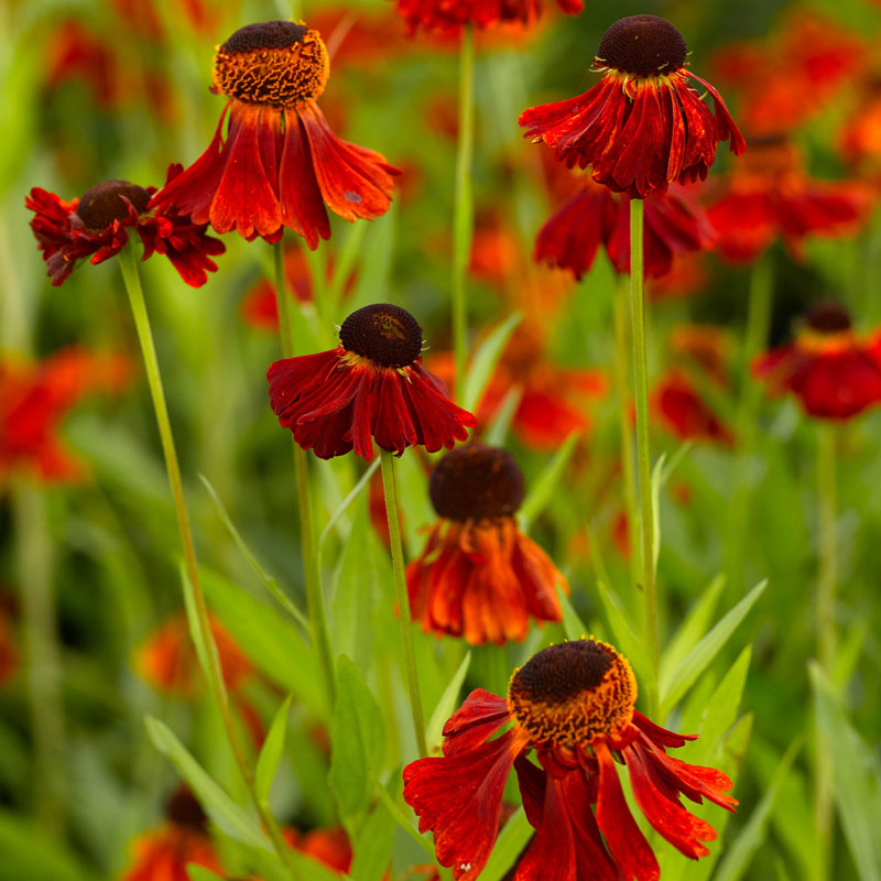 Sonnenbraut, kupferrot | NaturaGart Gärtnerei | Sonnenstauden
