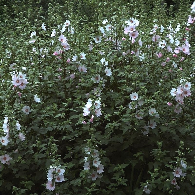 Buschmalve, weiß | Sonnig, Beete, über 1 m hoch | NaturaGart Gärtnerei