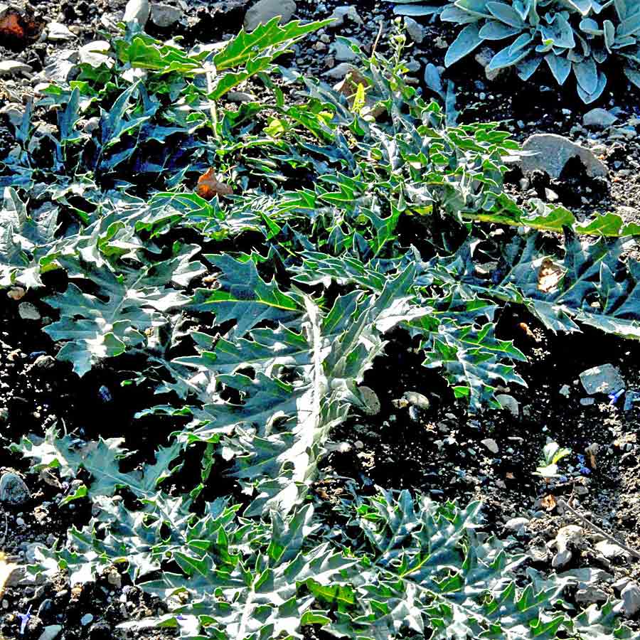 Kugel-Distel, weiß | Sonnig, Beete, bis ca. 100 cm | NaturaGart Gärtnerei