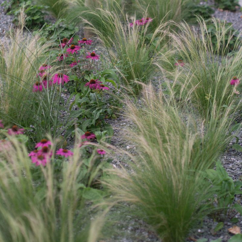 Federgras, Büschel-Haargras | NaturaGart Gärtnerei | Sonnenbeete