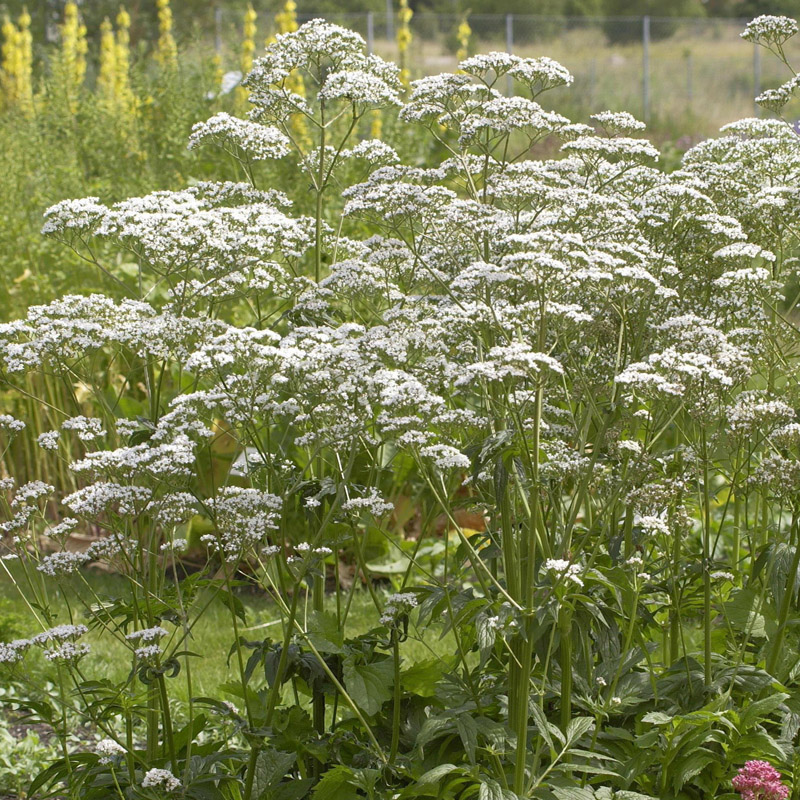 Baldrian | Valeriana officinalis | NaturaGart Gärtnerei