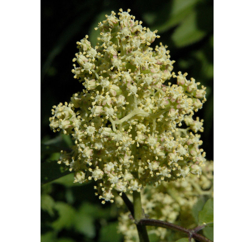 Holunder, rot | Wildgehölze | NaturaGart Gärtnerei