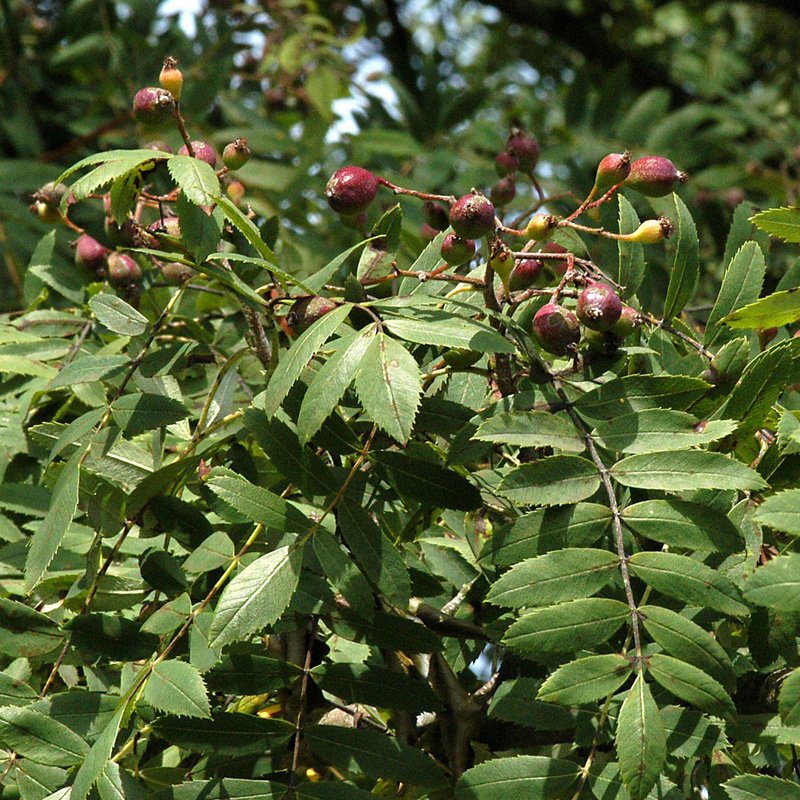 Speierling | Wildgehölze | NaturaGart Gärtnerei