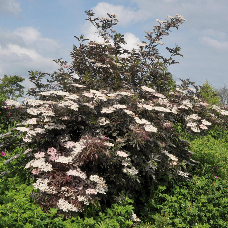Rotlaubiger Holunder | Ziergehölze | NaturaGart Gärtnerei