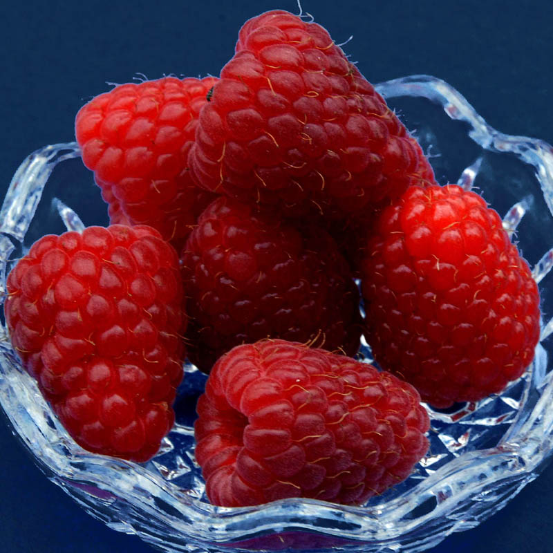 Himbeere rot, spät | NaturaGart Gärtnerei | Beerenobst