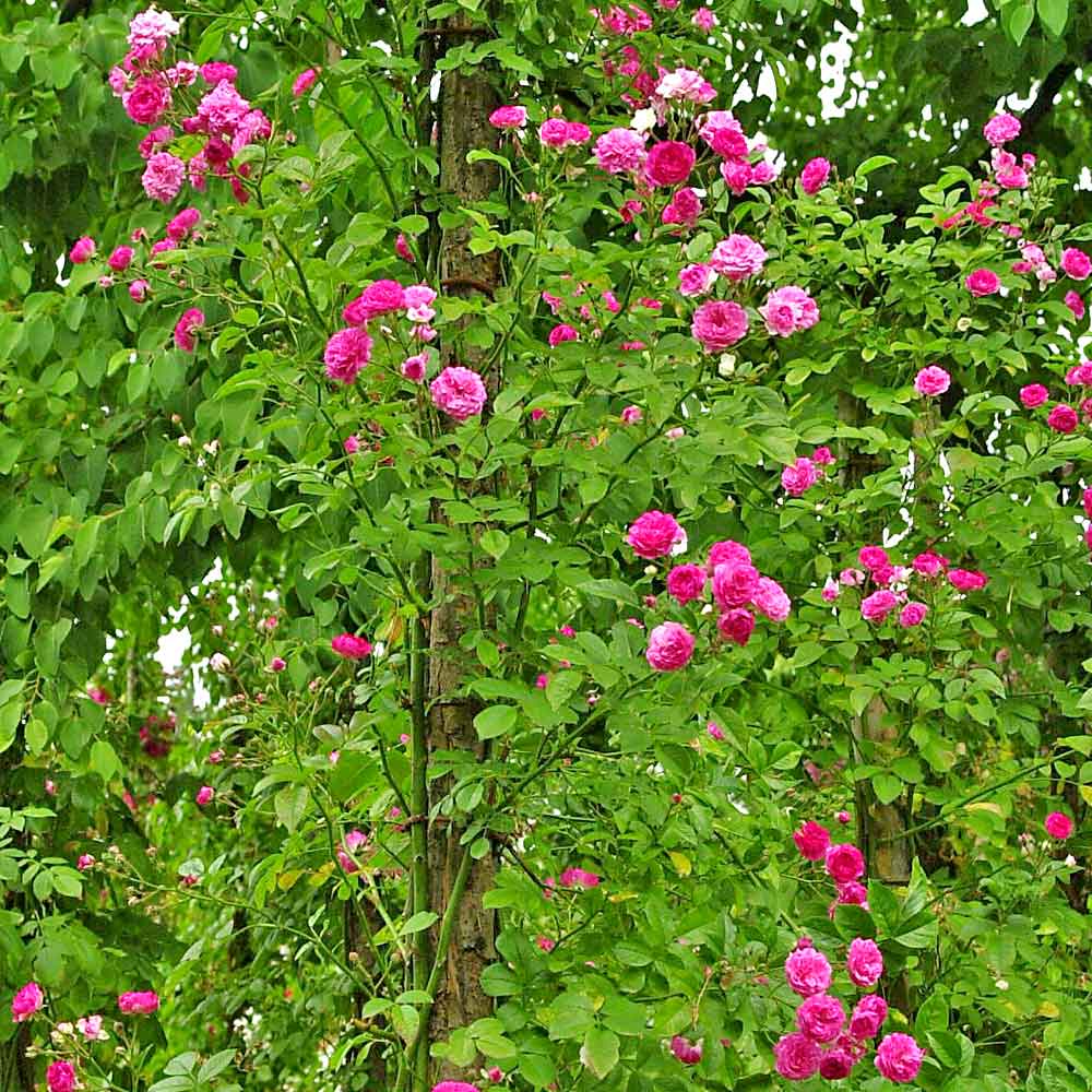 Kletterrose 'Super Excelsa®' | NaturaGart Shop | online kaufen