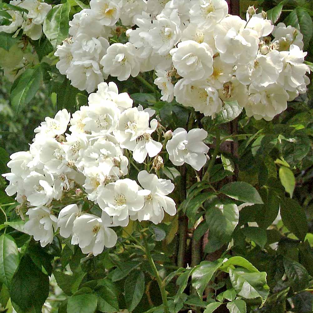 Kletterrose 'Bobbie James®' | NaturaGart Shop | online kaufen