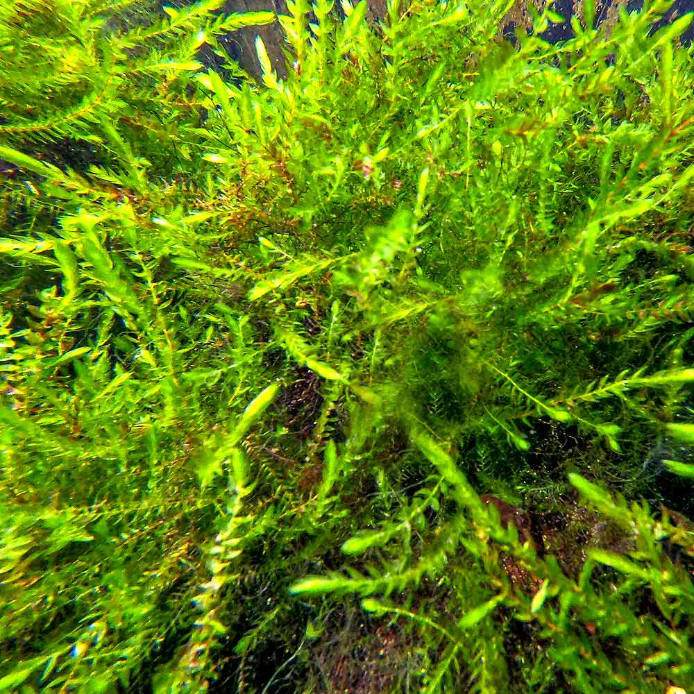 Quellmoos | NaturaGart Gärtnerei | Unterwaserpflanzen