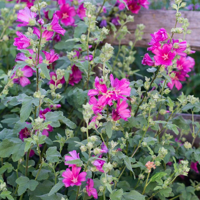 Buschmalve, weinrot | Sonnig, Beete, über 1 m hoch | NaturaGart Gärtnerei