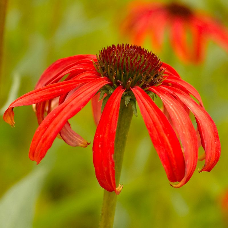 Sonnenhut, knallrot | NaturaGart Gärtnerei | Sonnenbeete