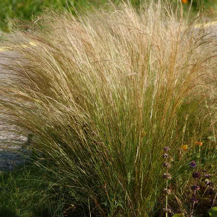 Federgras, Büschel-Haargras | NaturaGart Gärtnerei | Sonnenbeete