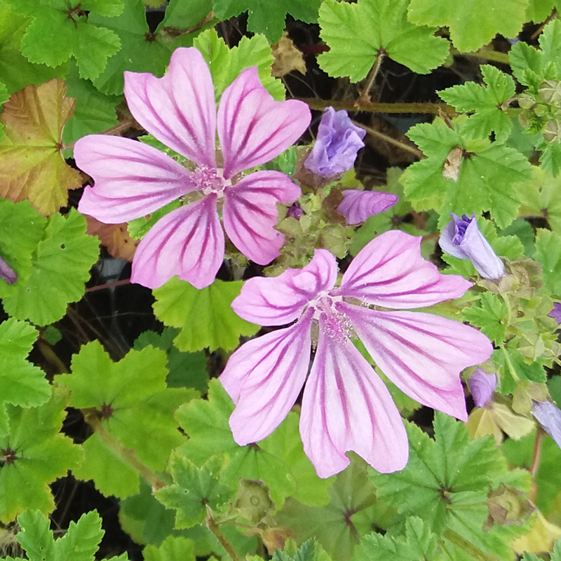 Wilde Malve | Wildstauden | NaturaGart Gärtnerei