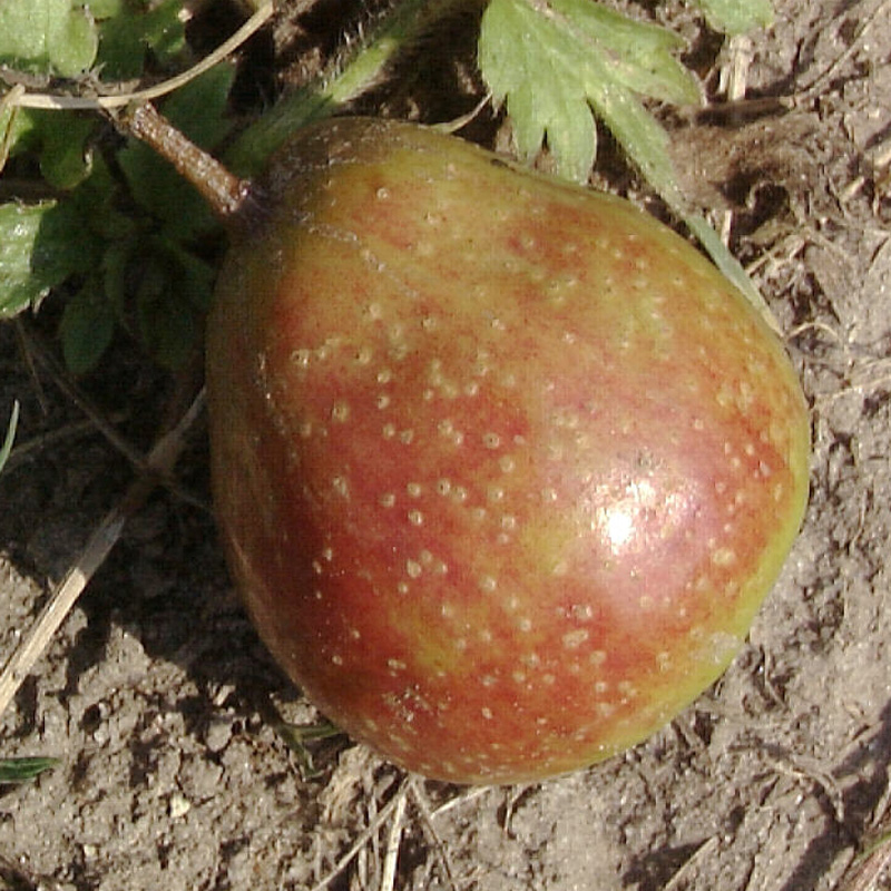 Speierling | Wildgehölze | NaturaGart Gärtnerei