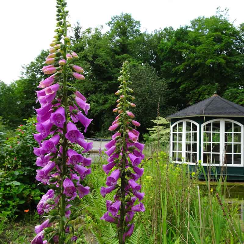 Halbschatten-Stauden mittelhoch Nr. 3 | eleganten Blüten ...