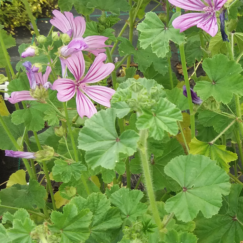 Wilde Malve | Wildstauden | NaturaGart Gärtnerei